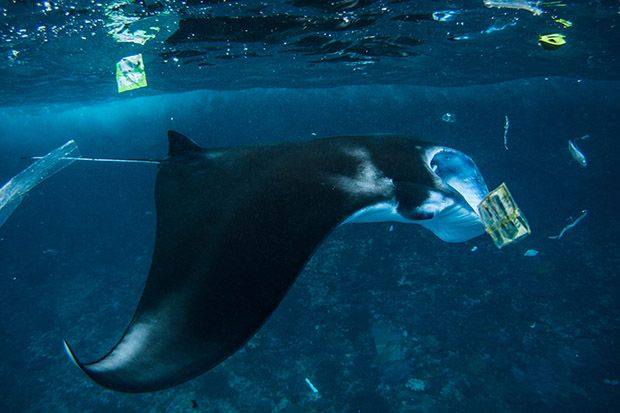 The plastic tsunami: discovering the shocking state of our seas