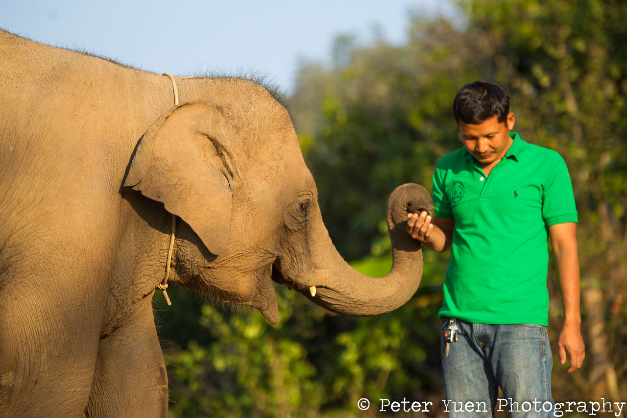 The other victims of elephant tourism - reporting from Thailand